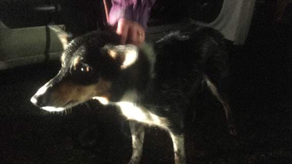 RSPCA rescue missing dog from Okehampton | tavistock-today.co.uk