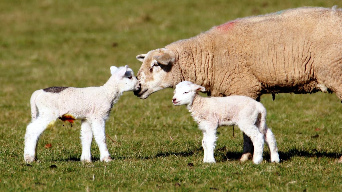 Sheep worrying can kill unborn lambs, warns Dartmoor livestock officer ...