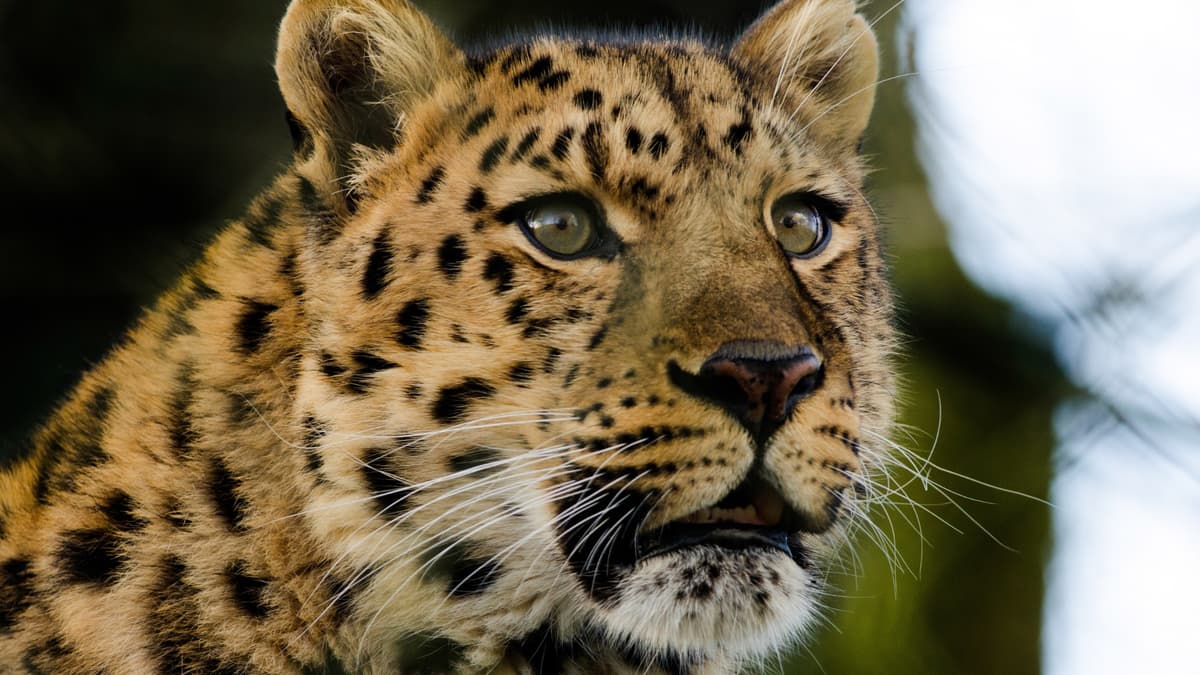 Dartmoor Zoo launches campaign to protect Amur leopards | tavistock ...