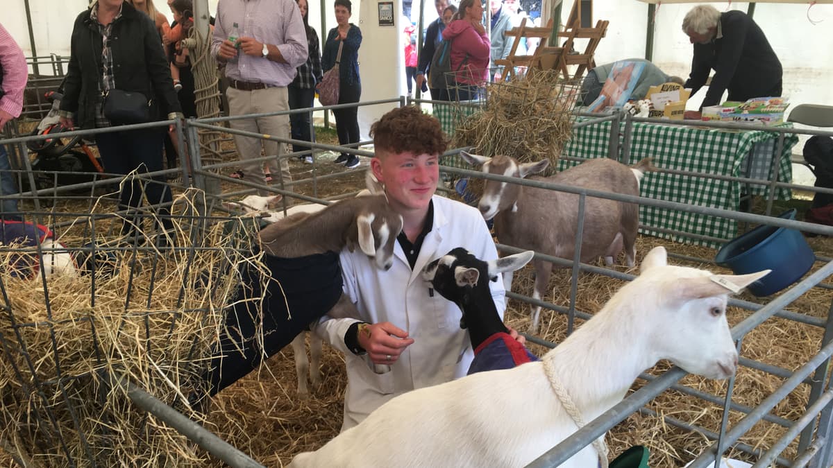 Goat breeder is a dab hand at showing | tavistock-today.co.uk