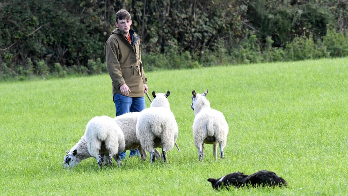 Whitchurch and Sampford Spiney sheepdog trials and country fair back on ...