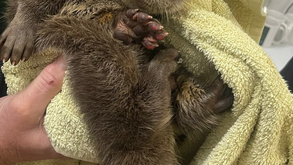 Devon otter rescue centre appeal | tavistock-today.co.uk