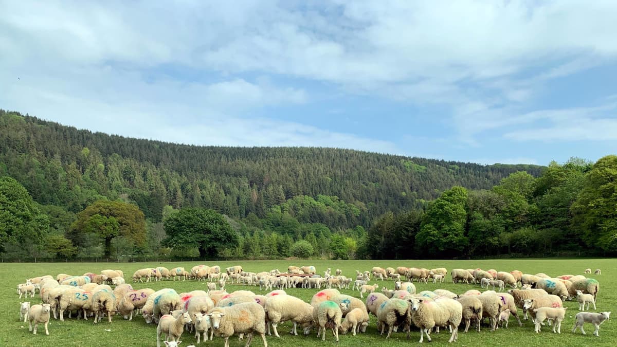 Lambing day to raise funds for stroke team | tavistock-today.co.uk