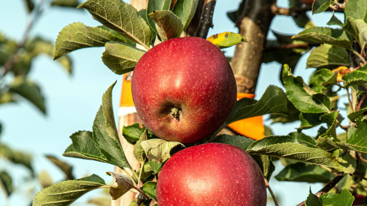 Come and take a piece of Cotehele's Mother Orchard this weekend ...