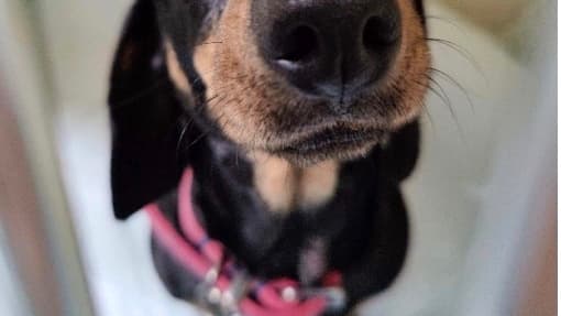 Westmoor Vets Braveheart Award goes to Dottie the dashshund | tavistock ...