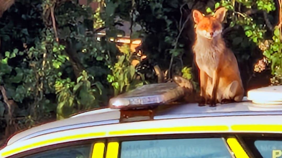 Cunning culprit who left paw marks on police car... was a fox ...