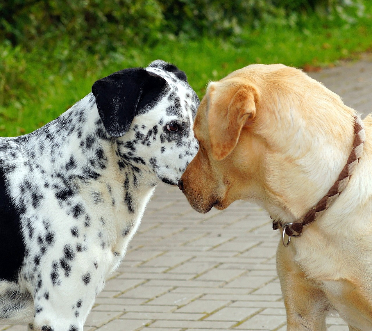 Callington fun dog show on September 3 | tavistock-today.co.uk