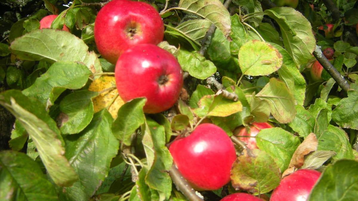 Bere peninsula apple fest on the way | tavistock-today.co.uk