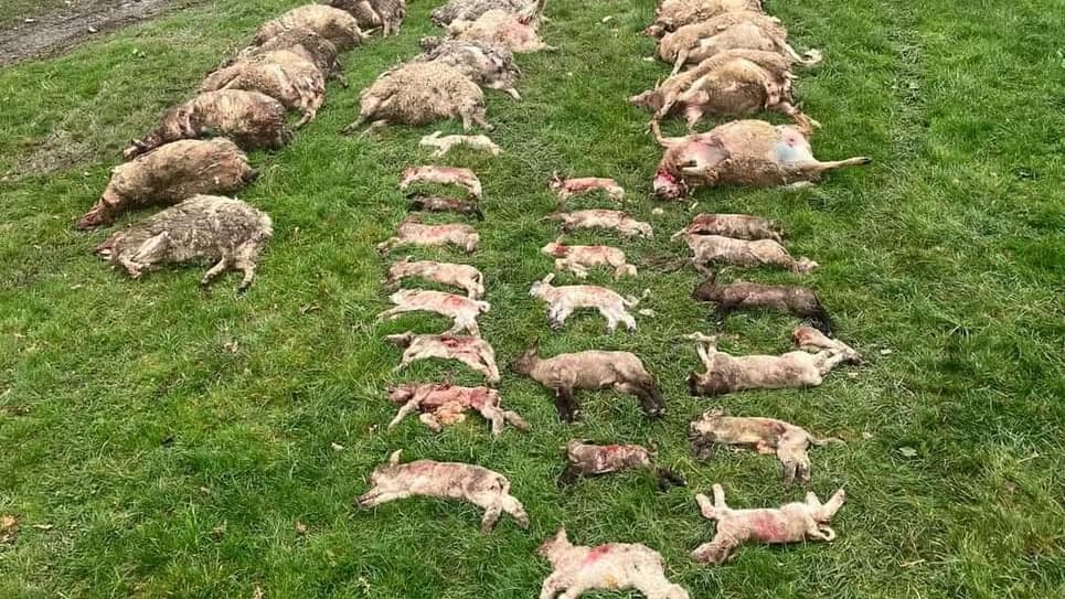 Shock at massacre of sheep at Lamerton farm | tavistock-today.co.uk