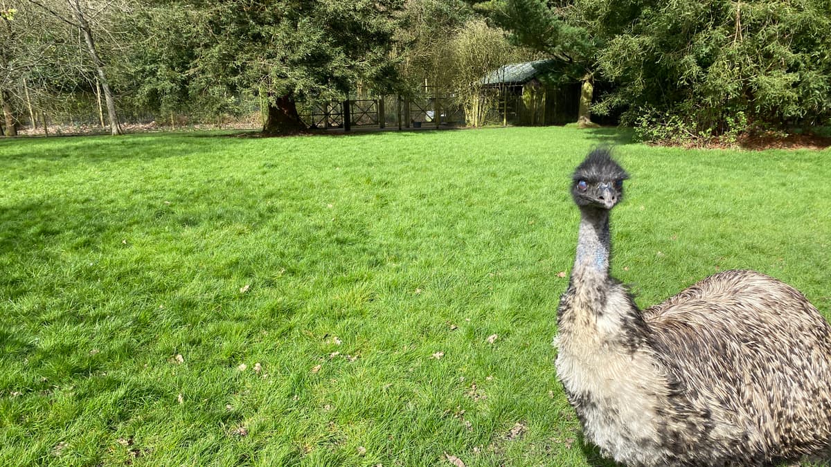 Motorists advised to beware of emu loose on road | tavistock-today.co.uk