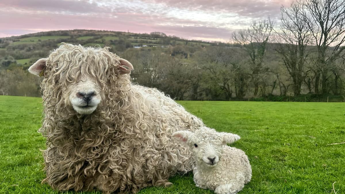 New lambs born in Tamar Valley | tavistock-today.co.uk