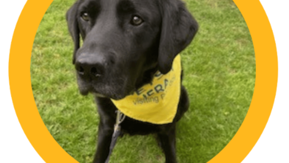 Children invited to read to Rafa the dog at Okehampton Library ...