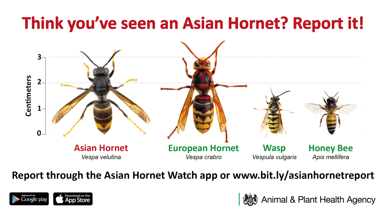 Hornet spotted in Tavistock | tavistock-today.co.uk