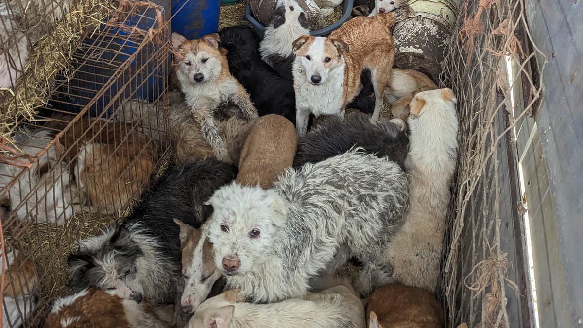 Woman jailed over ill-treatment of dogs | tavistock-today.co.uk