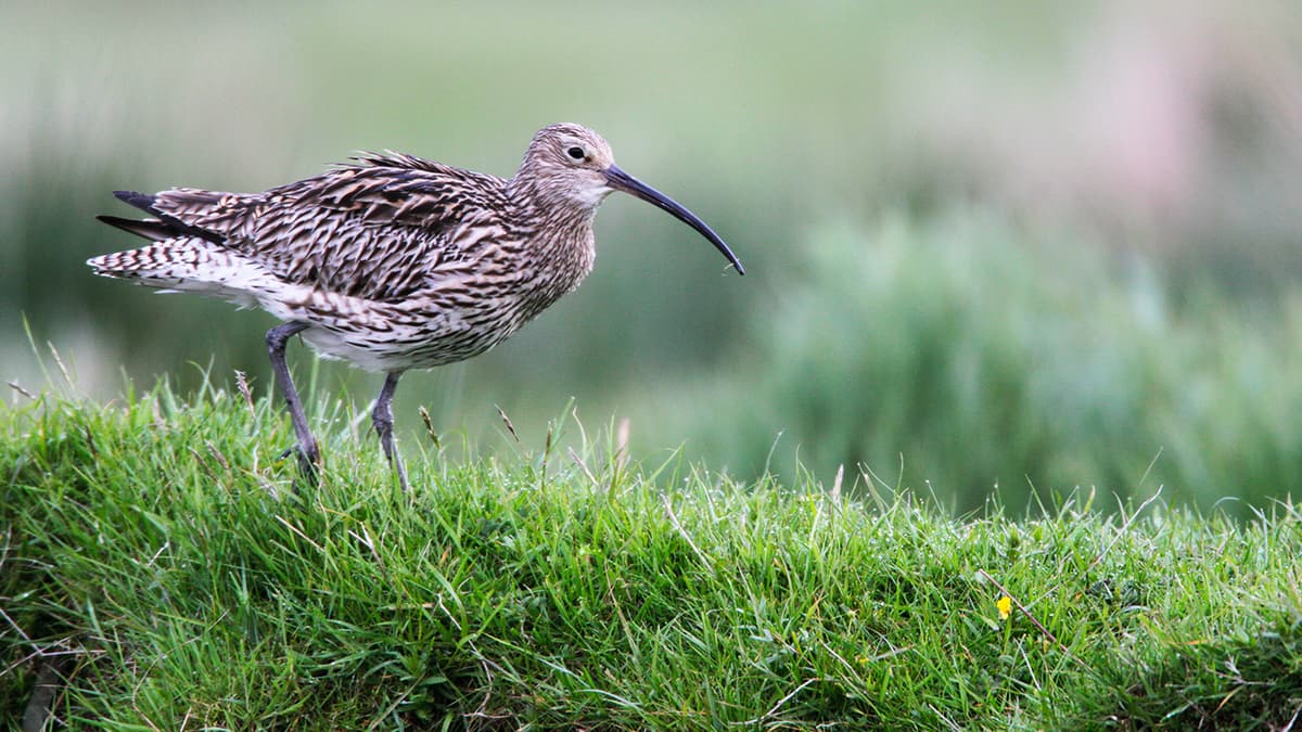 Dartmoor rare bird survey appeal | tavistock-today.co.uk
