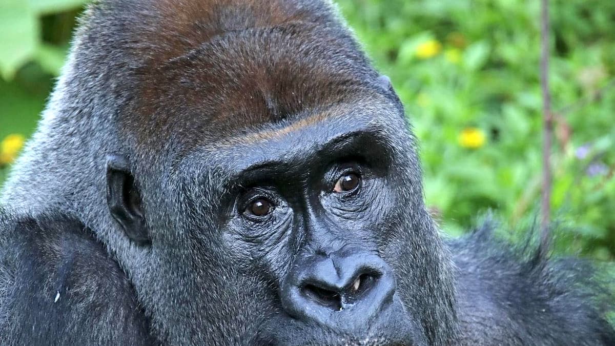 silverback gorilla uk