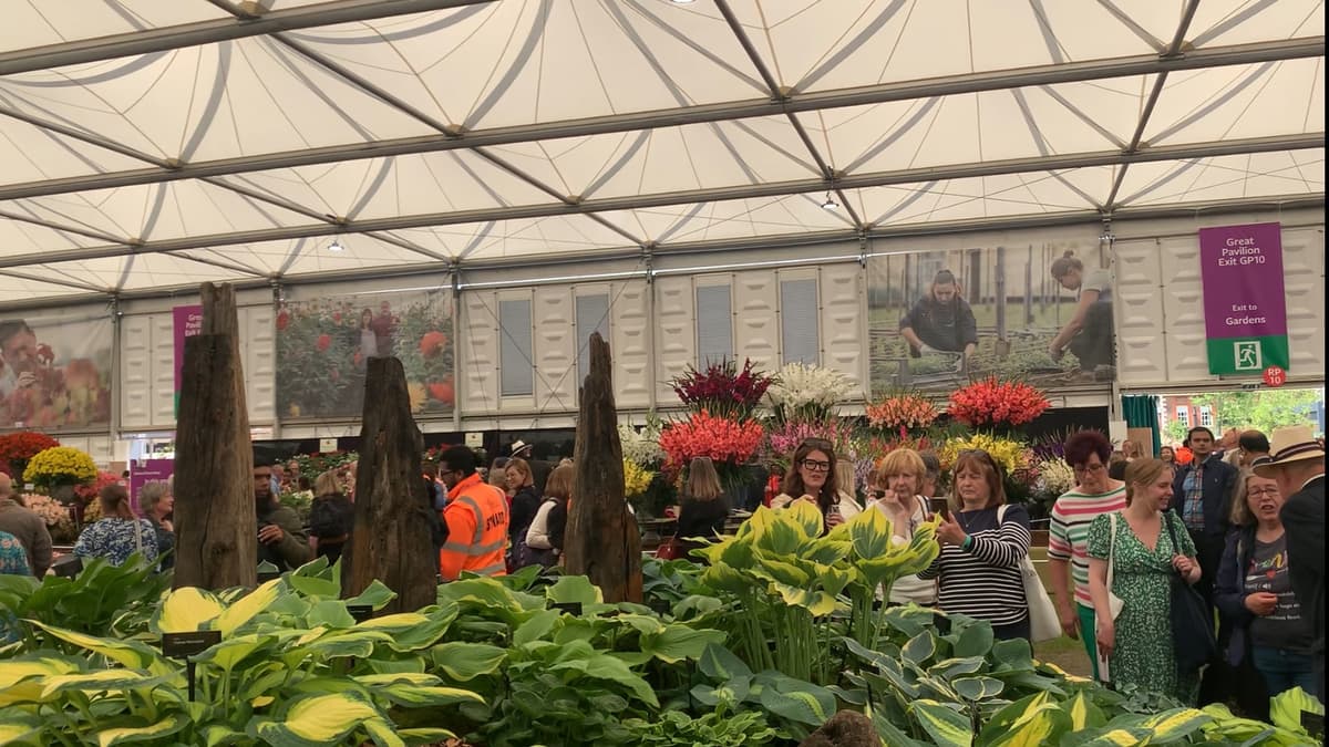 Sticklepath nursery achieves success at three RHS shows | tavistock ...