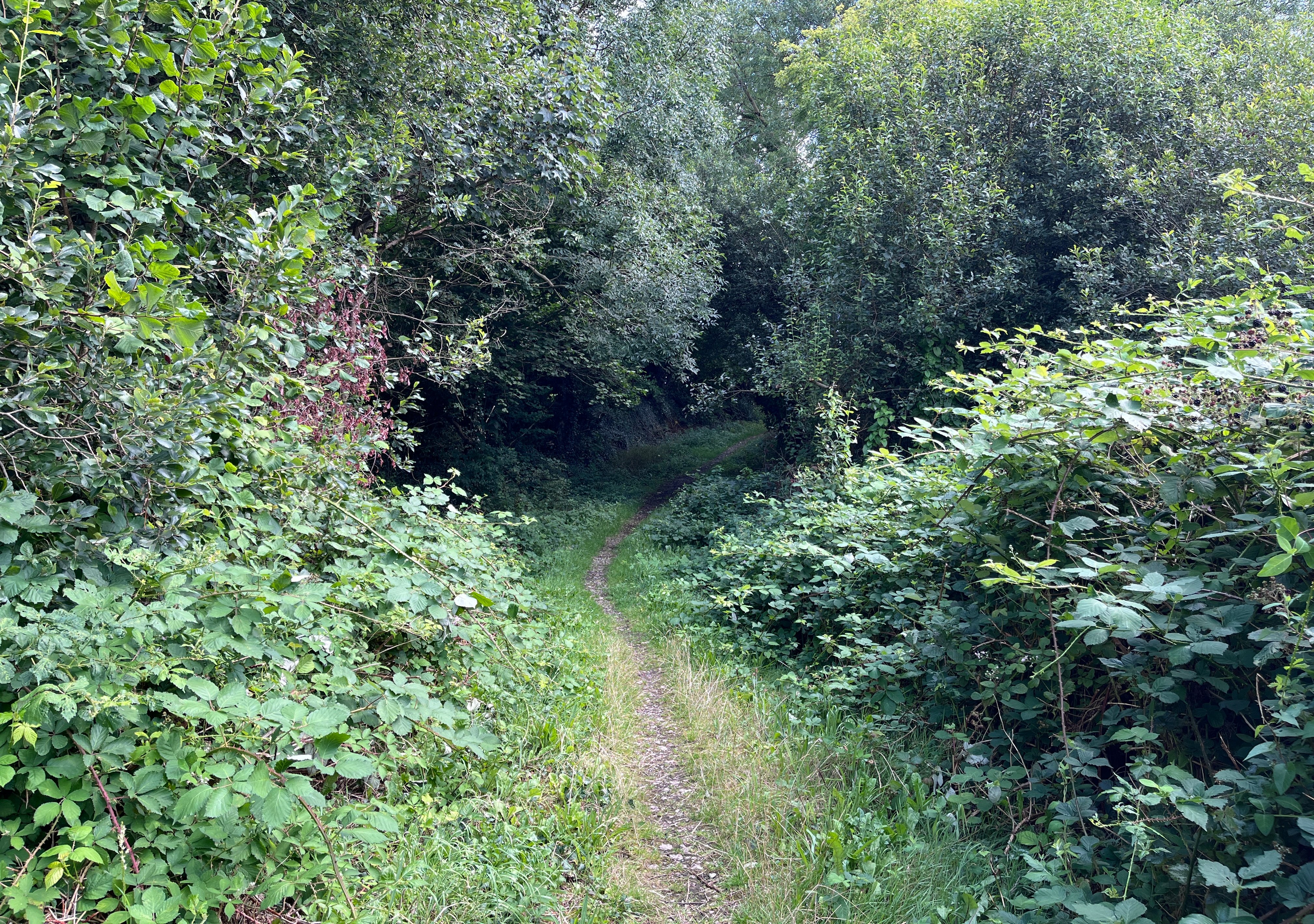 Petition launched to save Okehampton's Hog's Wood from housing project ...
