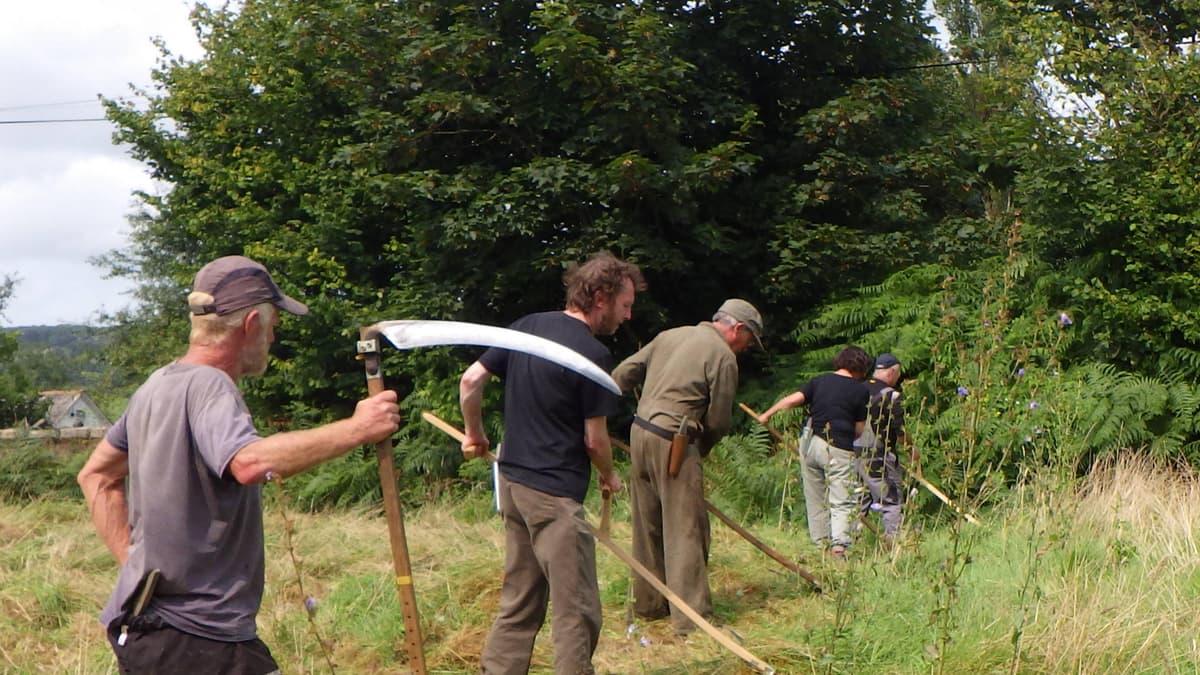 Medieval scything helps manage Calstock meadow | tavistock-today.co.uk
