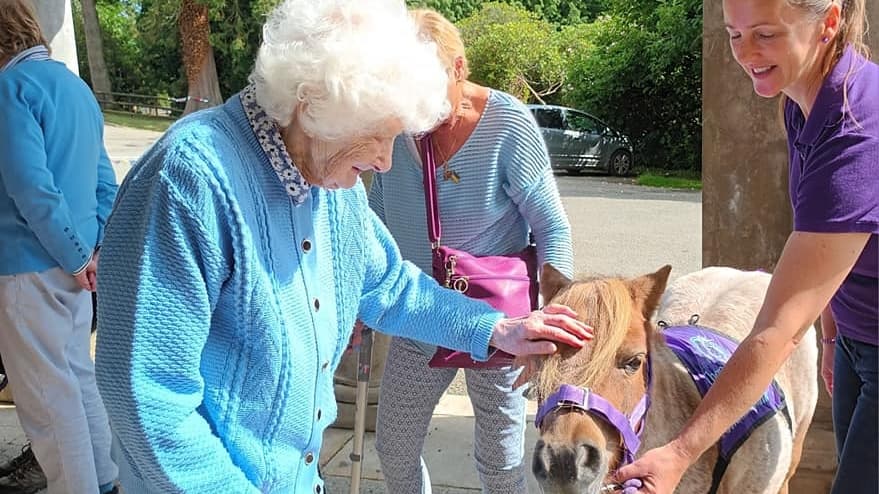Collytown therapy ponies bring joy | tavistock-today.co.uk
