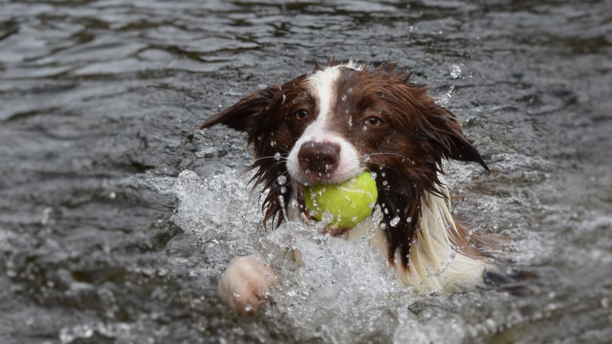 Sticklepath church holds unique service to celebrate departed pets ...