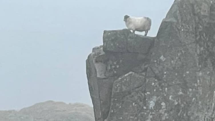 Tavistock volunteers rescue stranded sheep | tavistock-today.co.uk