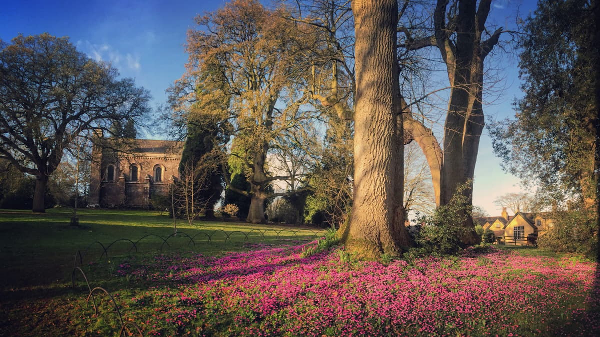 Cyclamen bring carpets of purple to Killerton | tavistock-today.co.uk