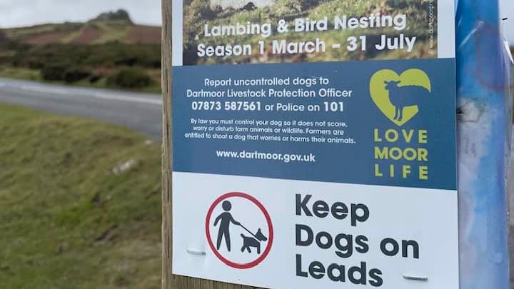 Moor plea for dogs as lambing and nesting season starts | tavistock ...