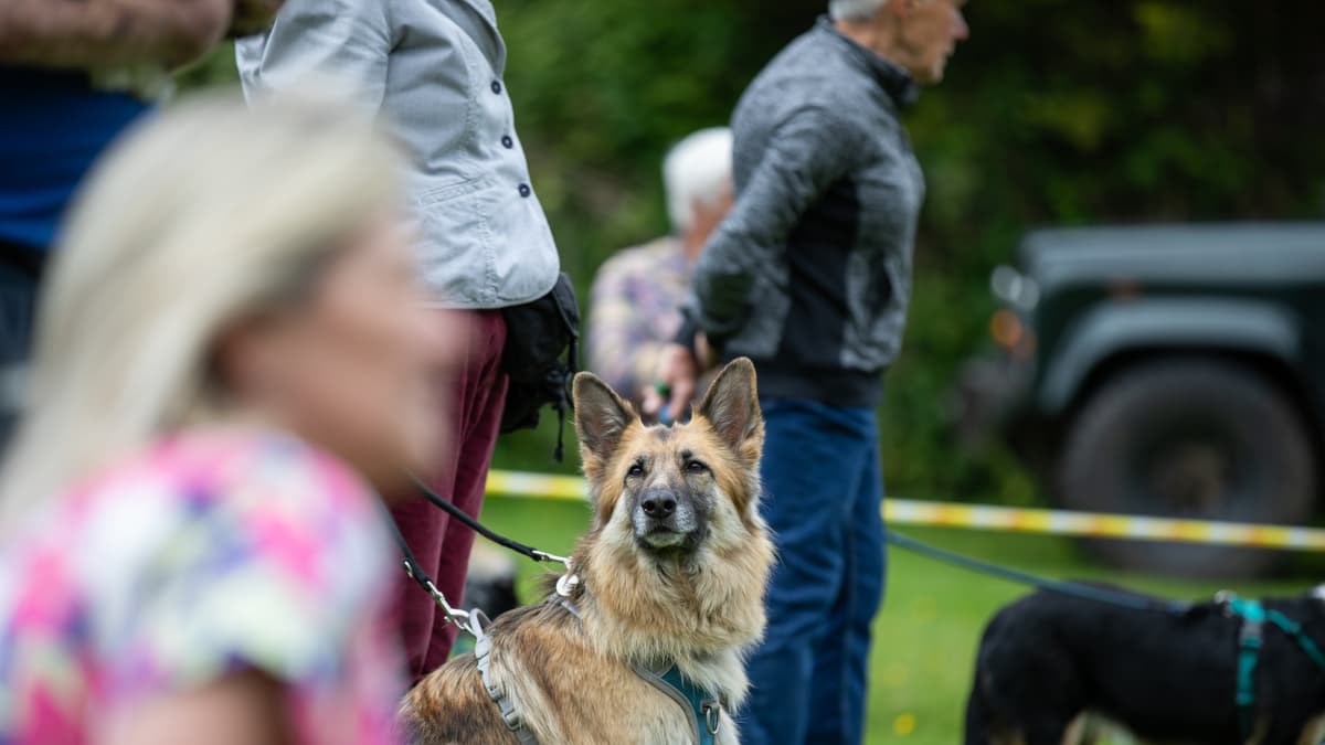 Exciting events ahead for animal lovers and their canine companions | tavistock-today.co.uk
