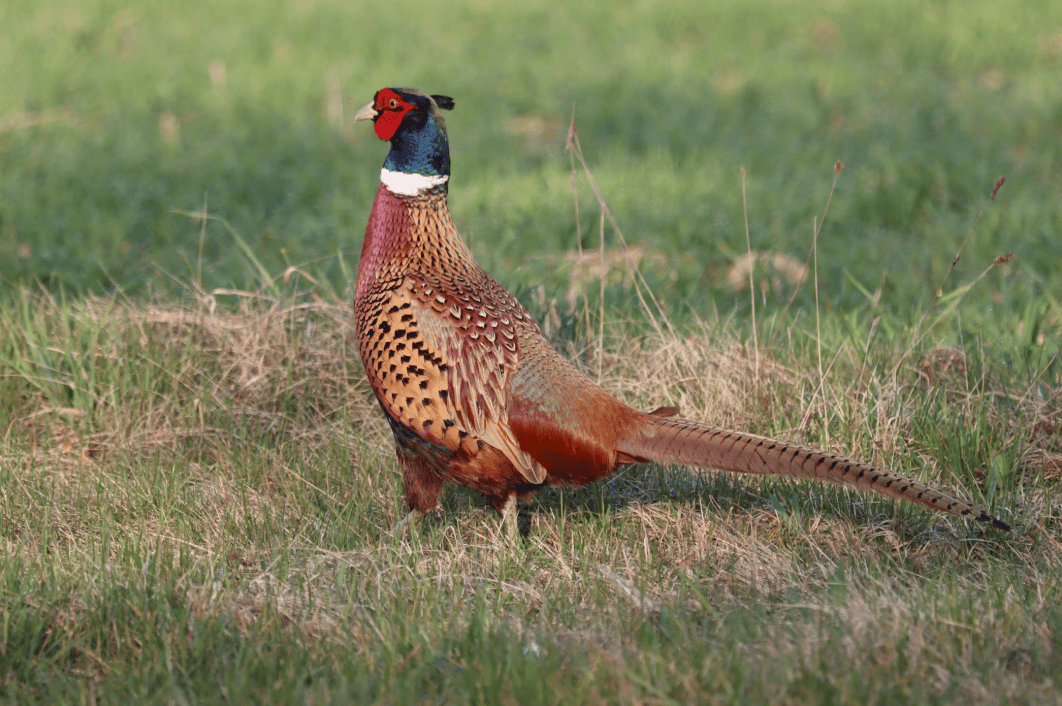 Study links pheasant releases to Lyme disease, new study reveals ...