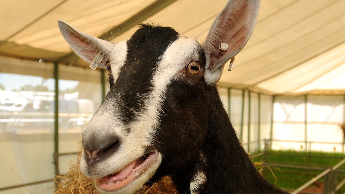 It's nearly showtime for Devon County Show | tavistock-today.co.uk