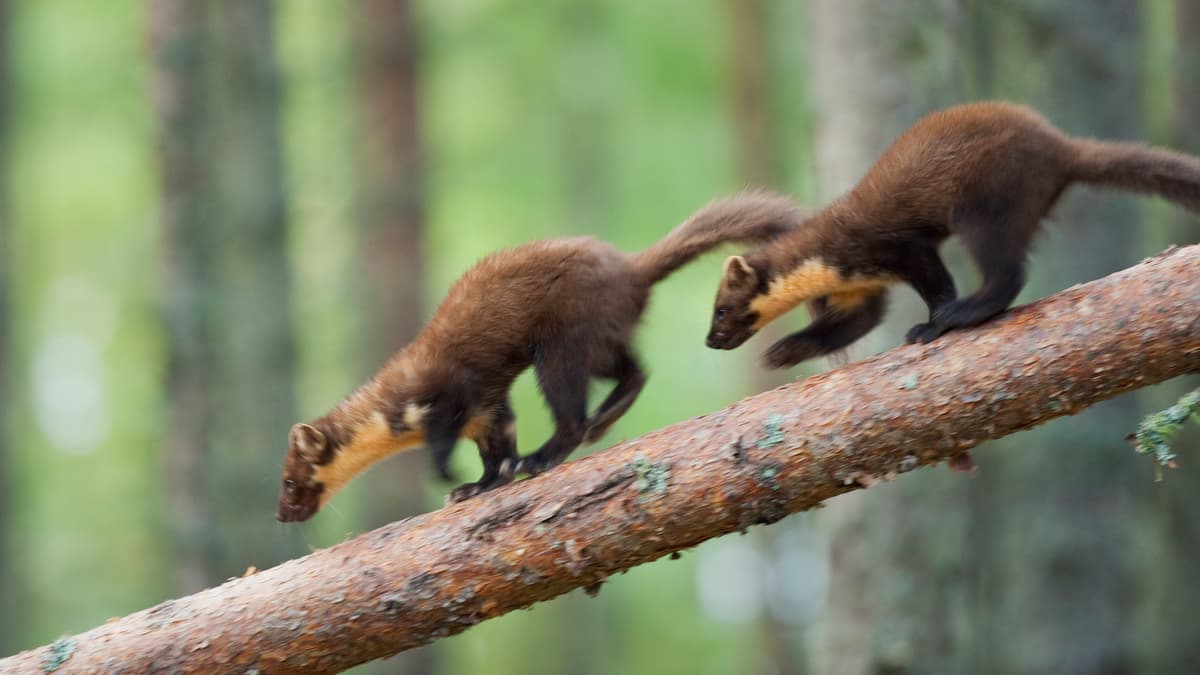 Pine marten project celebrates arrival of first young | tavistock-today ...