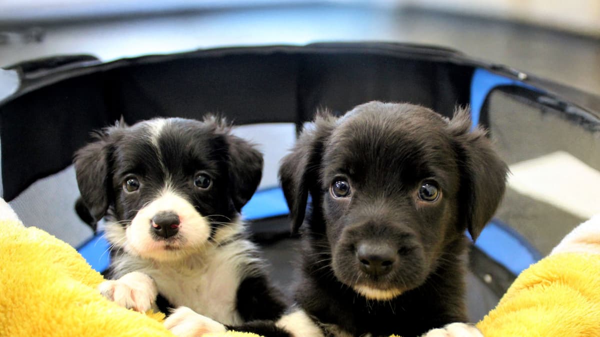 West Devon puppies needed for research | tavistock-today.co.uk