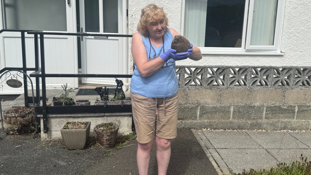 Tavistock hedgehog lover thanks animal rescue group | tavistock-today.co.uk