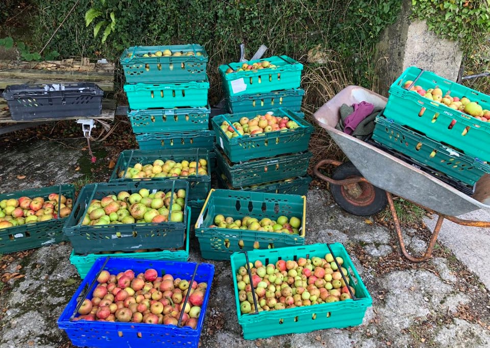 Volunteers needed for bumper apple harvest in Tamar Valley | tavistock ...