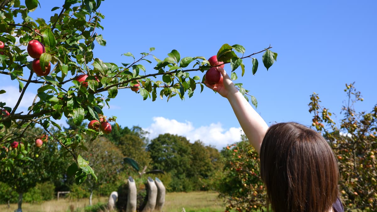 Extra apple weekend as Cotehele celebrates bumper crop | tavistock ...