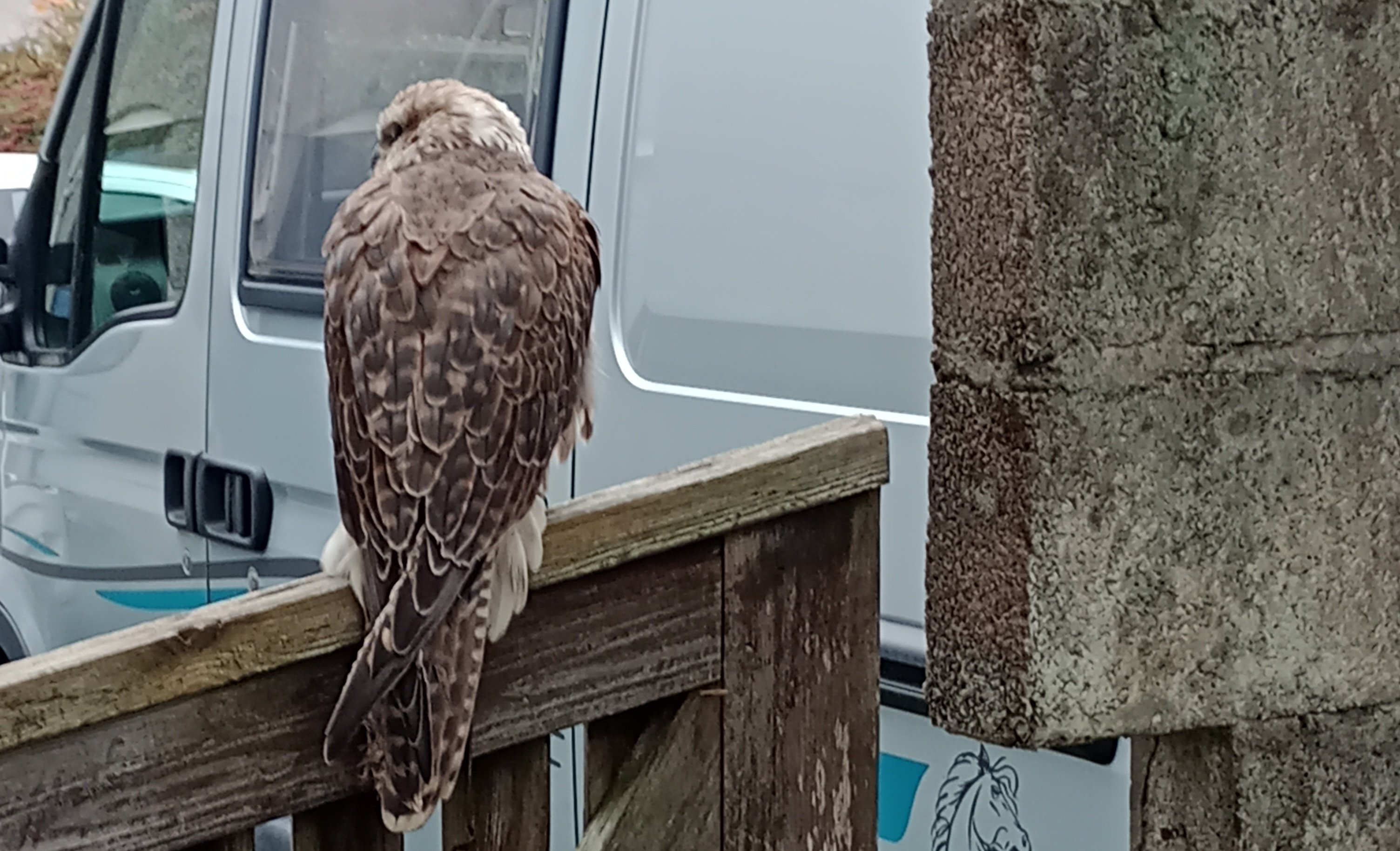 Tavistock couple rescue crash-landed hawk | tavistock-today.co.uk