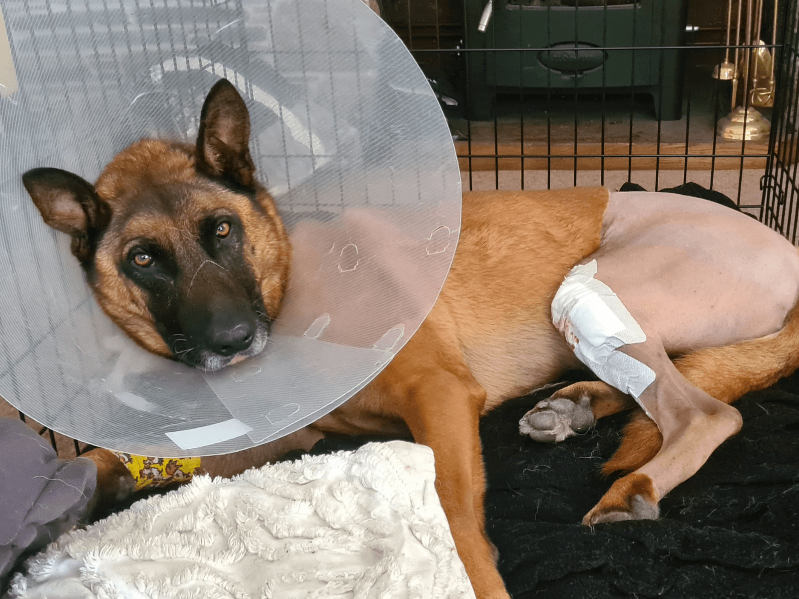 Retired police dog Max recovering from surgery with charity's help ...