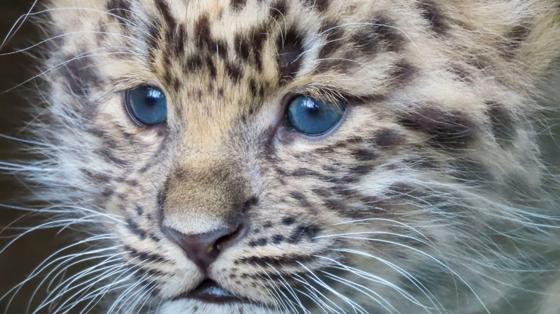 Dartmoor Zoo names rare baby leopard | tavistock-today.co.uk