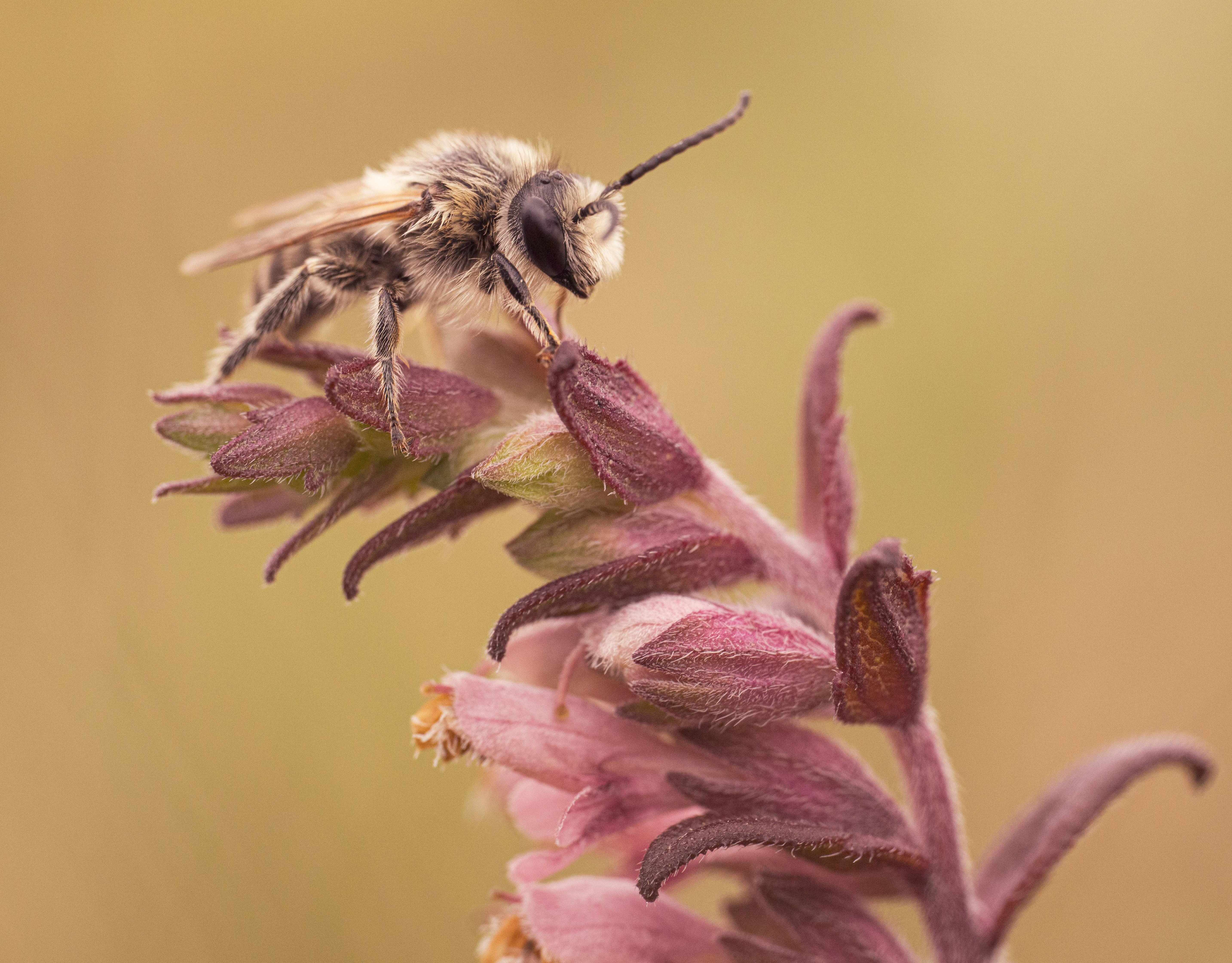 A rare bee is creating a buzz in region | tavistock-today.co.uk