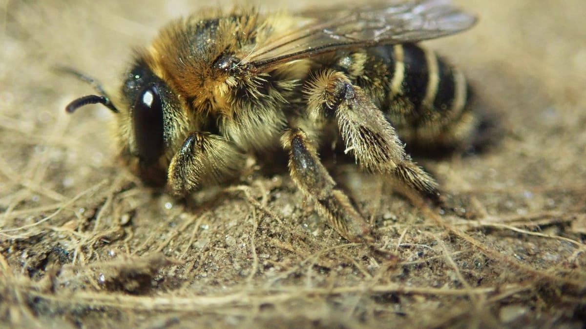 A rare bee is creating a buzz in region | tavistock-today.co.uk