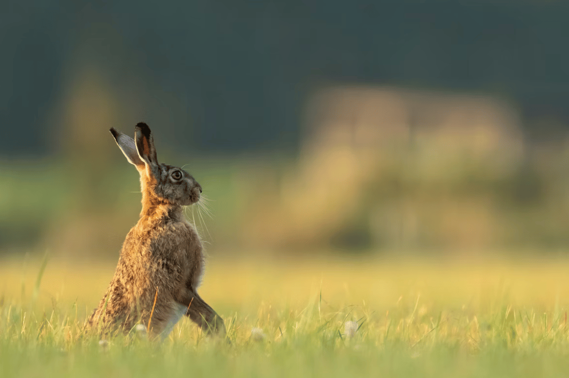 Number of hare coursing incidents last year revealed | tavistock-today ...