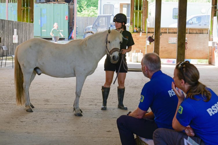 Animal charities join forces for equine welfare | tavistock-today.co.uk